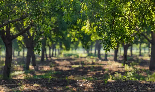 Amandier sans fleurs et sans amandes ? Découvrez pourquoi