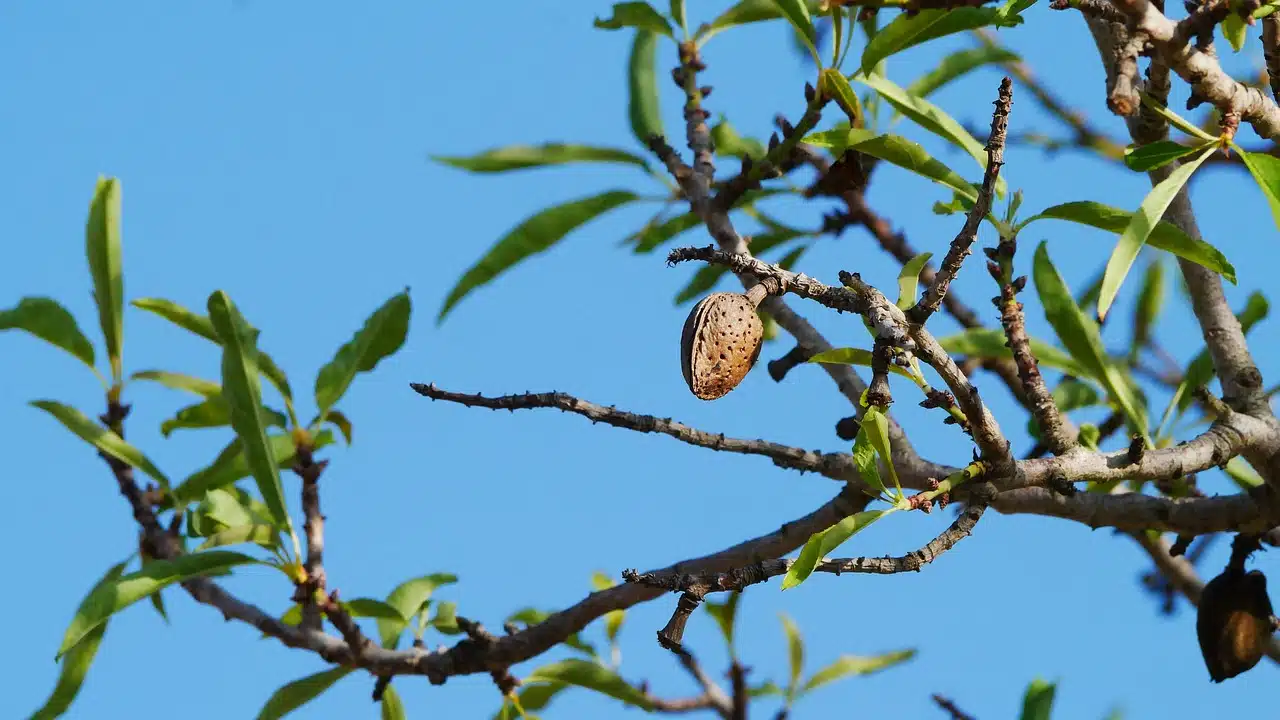 Amandier sans fleurs et sans amandes ? Découvrez pourquoi