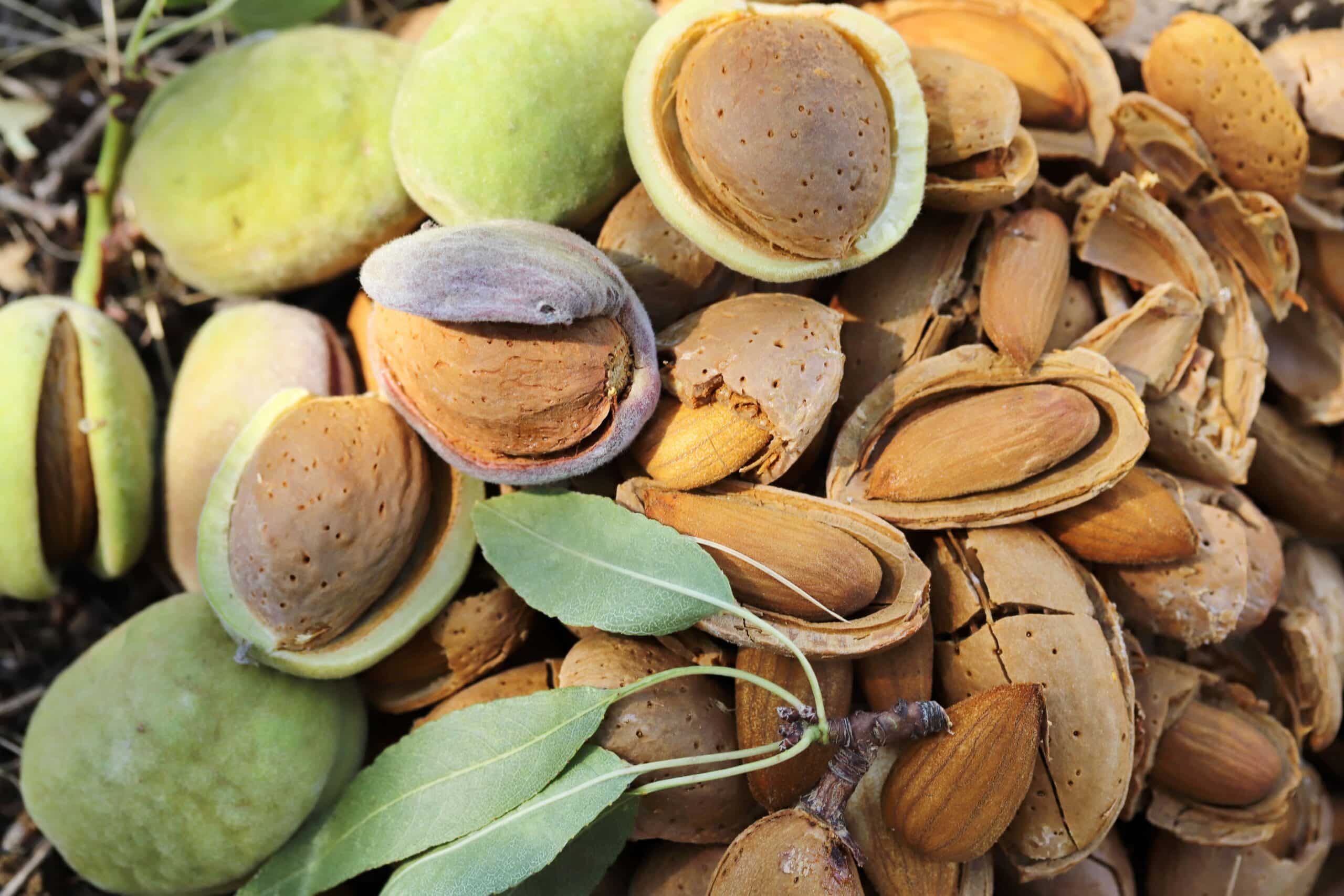 Les bienfaits nutritionnels des amandes